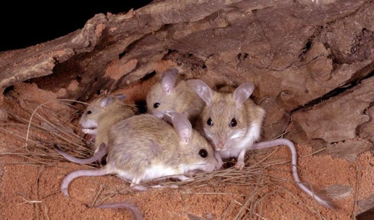 New native mice species – Research Infrastructure Connected